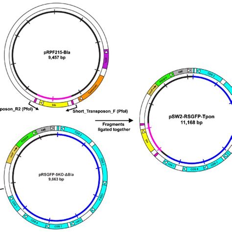 Plasmid Map Of The C Trachomatise Coli Transposon Transposase