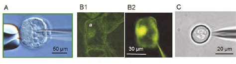 Microinjection Into Various Cells A Injection Of Mouse Es Cells Into Download Scientific