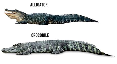 Alligator Vs Crocodile Whats The Difference Ultimate Kilimanjaro