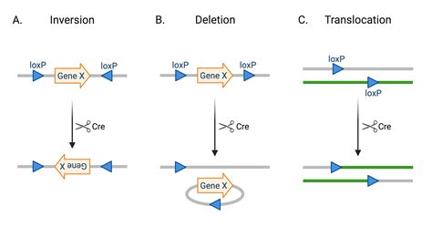 Addgene Cre Lox And Other Site Specific Recombinases