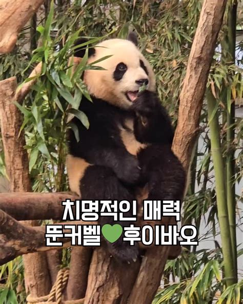 푸바오덕질🥰 치명적인 매력 뚠커벨🧚🏻‍♀️후이💚 냠냠쩝쩝 치명적인 매력 보유자 뚠커벨 후이💚 푸바오 강바오 Fubao