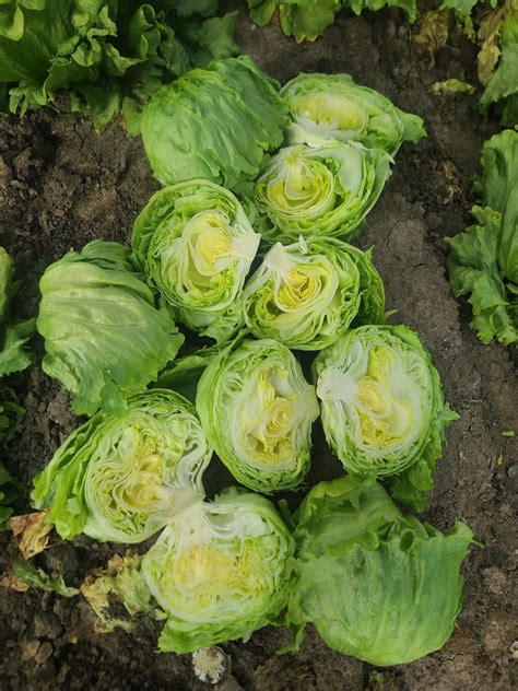 From The Fields Salinas Valley Lettuce Update Markon