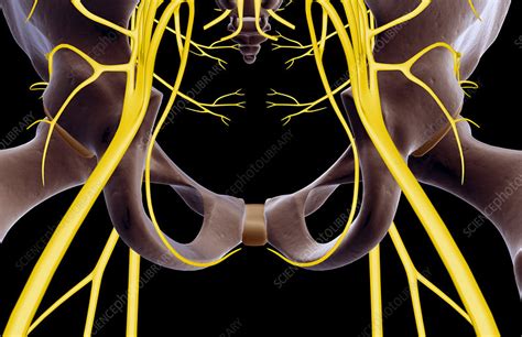 Pelvis Anatomy Photograph By Science Photo Library Pi