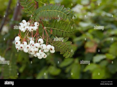 A Beautiful Sorbus Fruticosa Growing In A Lush Green Garden Outdoors