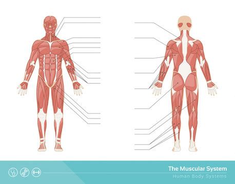 Muscular System Diagram Images Browse 3 190 Stock Photos Vectors And Video Adobe Stock