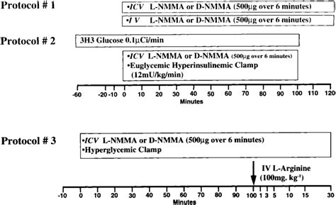 In Each Protocol Two Groups Of Rats Underwent Icv Bolus Injection Download Scientific Diagram