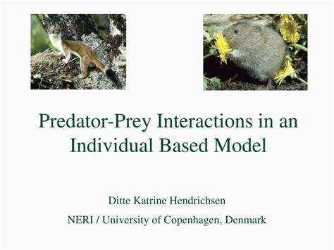 Ppt Predator Prey Interactions In An Individual Based Model Powerpoint Presentation Id7058399