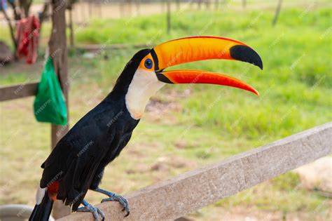 Premium Photo Side View Photo Of Toucan In Wildlife Outside Toucan In