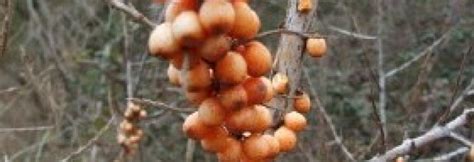 Deciduous Hedging Coastal Hedging