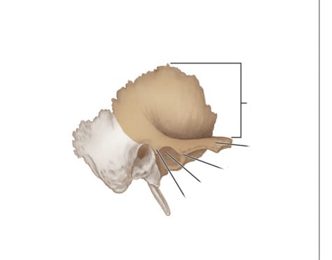 Squamous Part Of Temporal Quiz