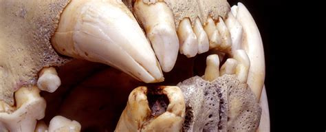 Information About Lions Teeth