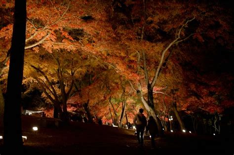 Nagatoro Autumn Colored Leaves Light Up Landscape Lighting Outdoor