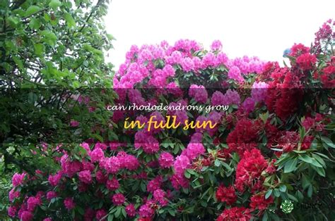 Maximizing Rhododendron Growth In Full Sun Conditions Shuncy