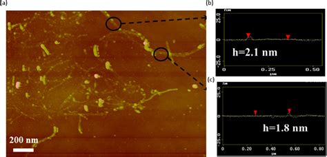 The Atomic Force Micrograph Image Of A Cluster Of Nanoribbons Formed