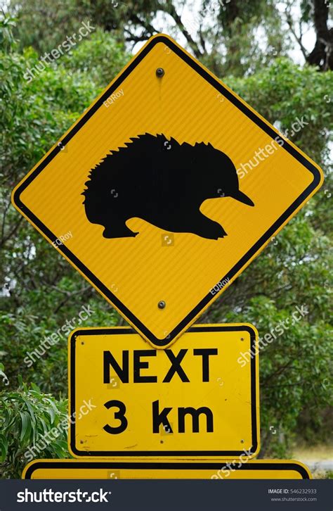 Yellow Road Sign Signaling Danger About Echidna Crossing On The Great