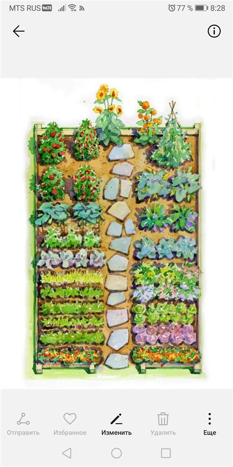 Как распланировать посадку овощей на огороде 72 фото фото картинки и рисунки скачать