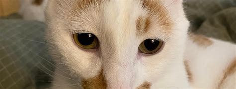 Clare Fitzpatrick Rocheleau Lab