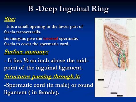 Ppt Anterior Abdominal Wall Powerpoint Presentation Free Download