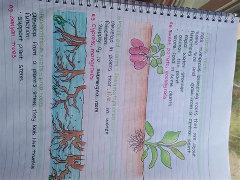 3 2 Plant Structure And Function Roots Structure Artofit