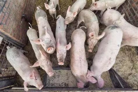 Pig Farming In Kenya How To Be Successful Ke