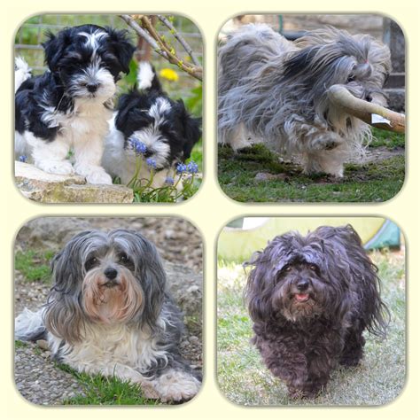 Cest Lété Elevage De Bichon Havanais à La Vie Est Belle En Suisse