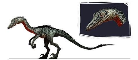 Troodon Skull