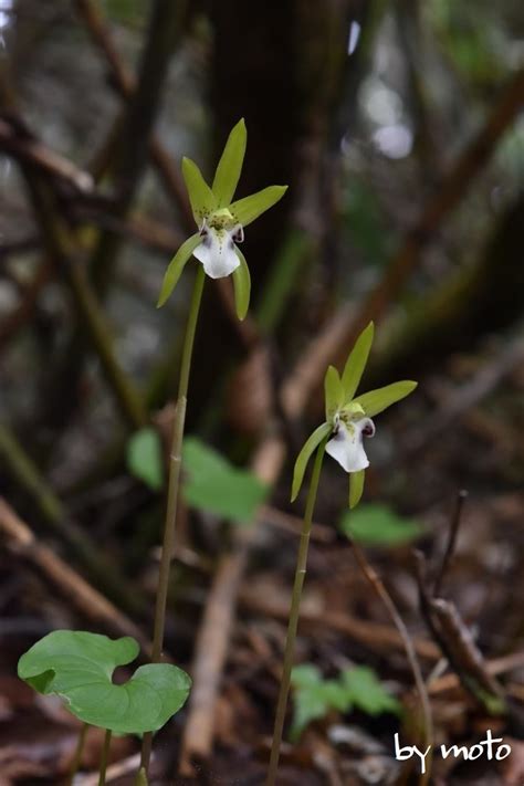 イチヨウラン2022春の花たち尾瀬3 野山の花たち