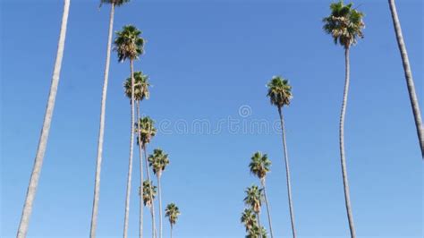 Palms In Los Angeles California USA Summertime Aesthetic Of Santa