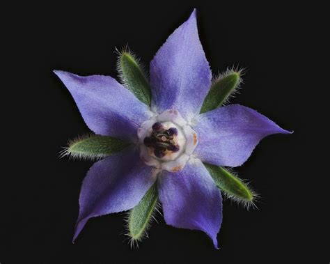 Borago officinalis