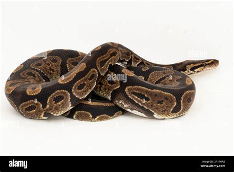 Ball Python Python Regius Snake Isolated On White Background Stock Photo Alamy