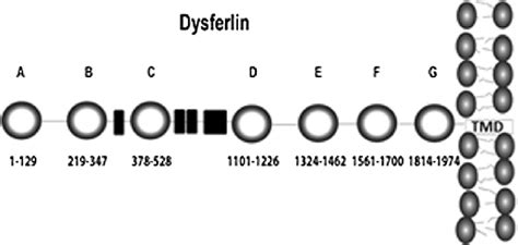 Schematic Diagram Of Full Length Human Dysferlin Dysferlin Is Composed