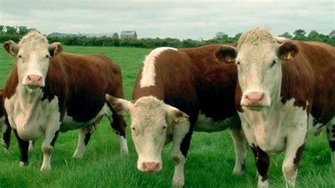 Las Mejores Razas De Ganado Para Carne Los Mejores Cortes De Carne De Ny YouTube