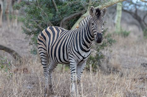 아프리카의 나무 근처 의 젊은 얼룩말 종마 Equus Quagga 갈색에 대한 스톡 사진 및 기타 이미지 갈색 걷기 검은