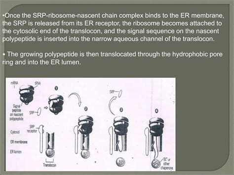Membrane Protein Synthesis By Ppt