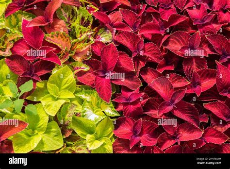 Coleus Solenostemon Wizard Velvet Red Banque De Photographies Et D