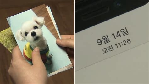 강아지가 눈 감아 힘들어 하는 여성에게 힘내라며 보낸 사진 때문에 범행 사실 들킨 남성