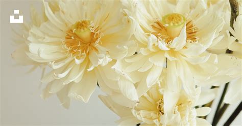 테이블 위에 놓인 흰 꽃으로 가득 찬 초록색 꽃병 사진 Unsplash의 무료 베트남 이미지