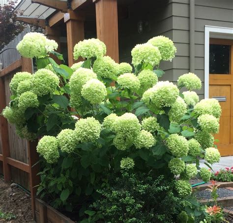 Hydrangea Arborescens Annabelle Xera Plants