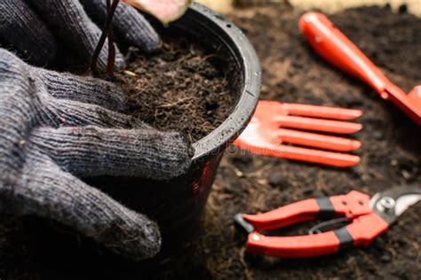 Tools On Planting A Black Tree On The Ground Stock Photo Image Of Rural Gardener 99059198