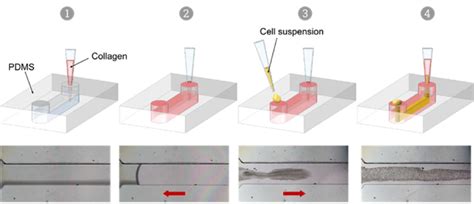 Etape De Création Dun Vaisseau Par Vfp Download Scientific Diagram
