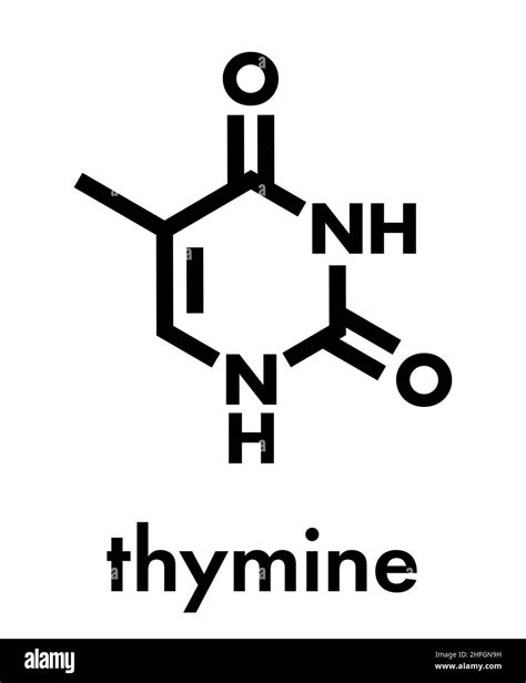 Thymine Dimer Structure