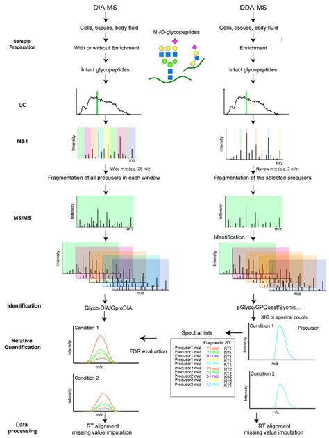 Schematic Comparison Of Dia And Dda Based Quantitative Glycoproteomics