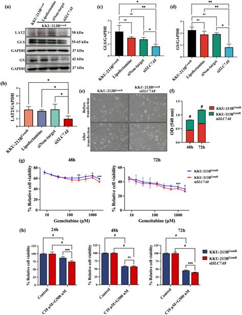 Curcumin Synergistically Enhances The Efficacy Of Gemcitabine Against