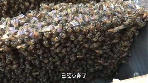 这群蜜蜂脾上也出现王台了，蜂王也瘦身啦，大家觉得会分蜂吗 Youtube