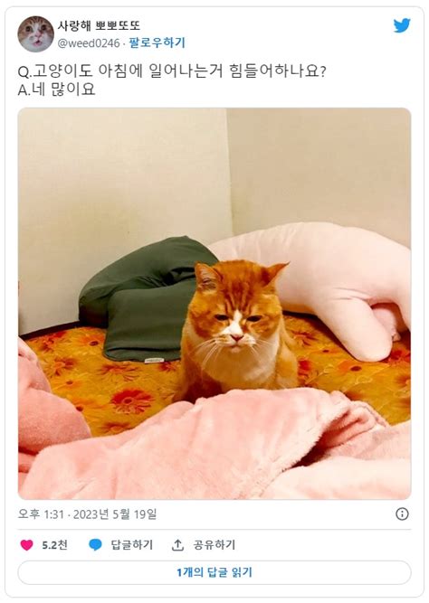 q 고양이도 아침에 일어나기 힘들어 하나요 에누리 쇼핑지식 자유게시판
