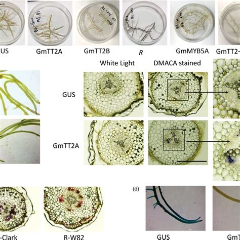 Phenotypes Of Soybean Hairy Roots Transformed With 35s Promoter‐driven Download Scientific