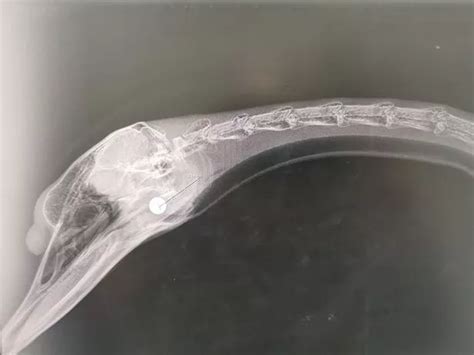 Nesting Swan Shot In Head In Thatcham Berkshire Live