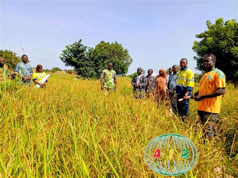Boudry 120 Tonnes De Riz Attendues Dans Les Rizières Soutenues Par Somisa