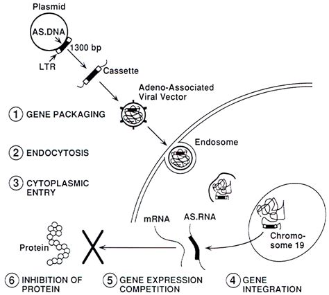 Adenovirus Vector