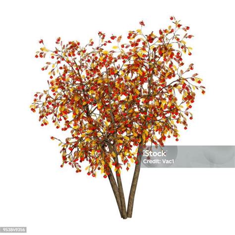 화이트에 3d 일러스트로 웬 트리 0명에 대한 스톡 사진 및 기타 이미지 0명 3차원 형태 가을 Istock